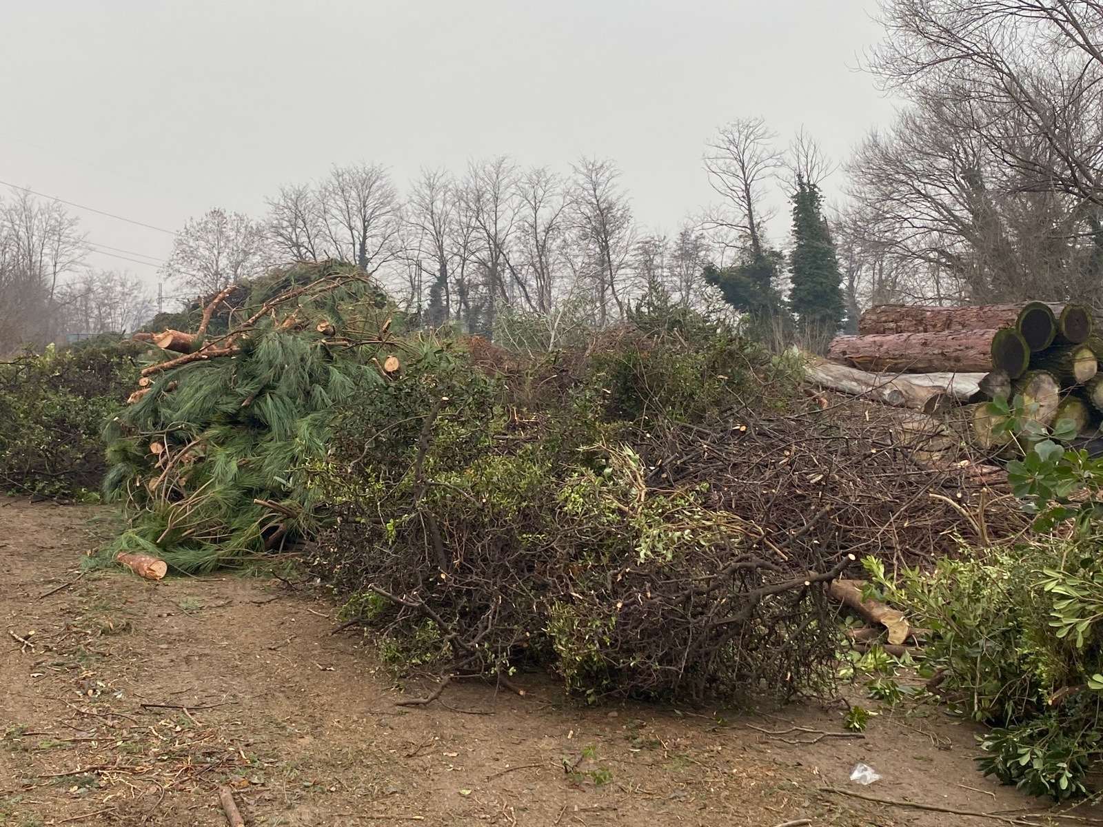 Sfalci e ramaglie per Regione Lombardia - MG Marketing Giardinaggio