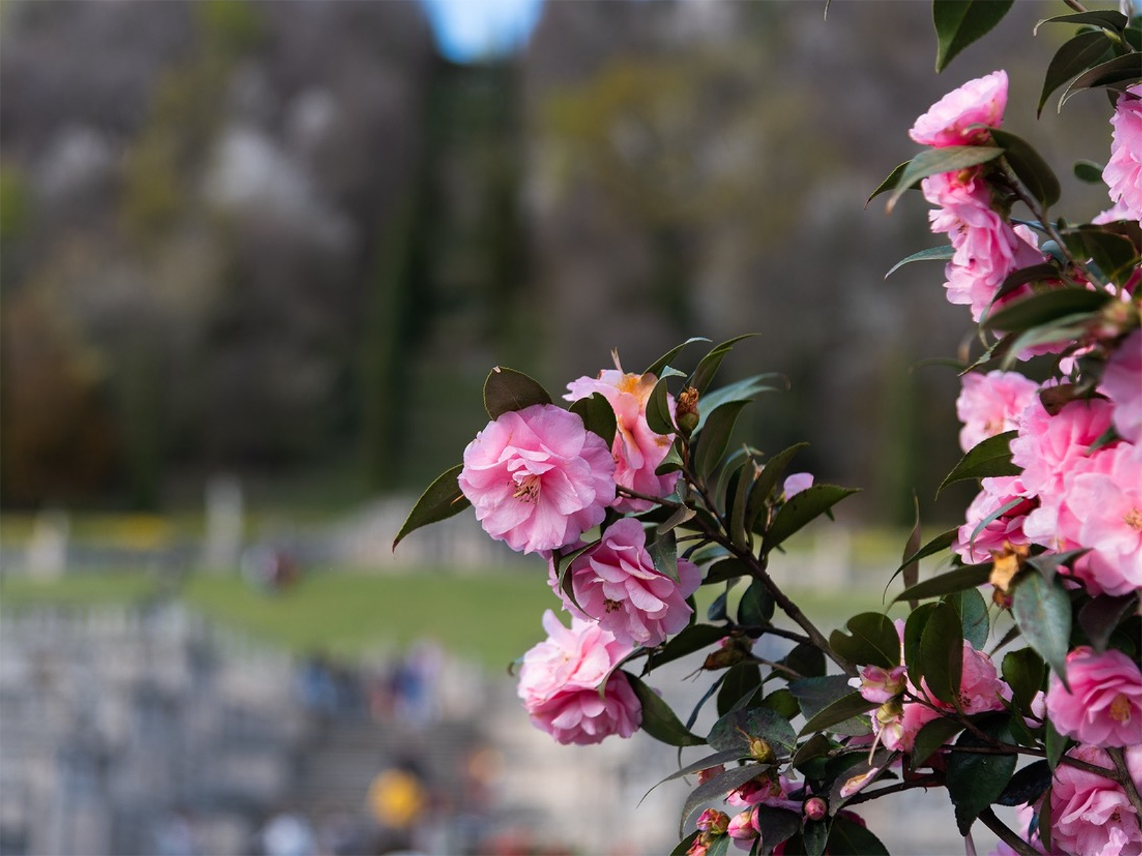 Le giornate delle camelie a Casalzuigno - MG Marketing Giardinaggio